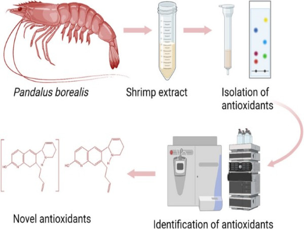 Shrimp Waste Revolution: Unlocking Potent Antioxidants for Health and ...