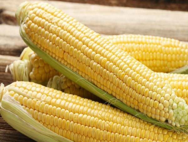 Sweet Corn Seeds Market Demand, Status and Global Briefing 2024 to 2031 ...