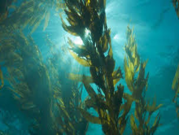 Global Commercial Seaweed Market Analysis, Trends, Opportunities, and ...