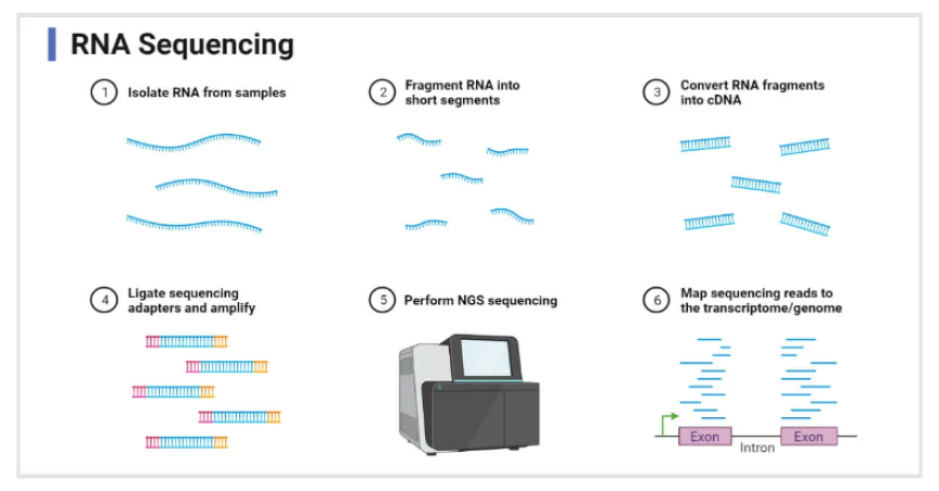 RNA Sequencing Market Top Growth Companies, Global Growth, Size, Trends ...