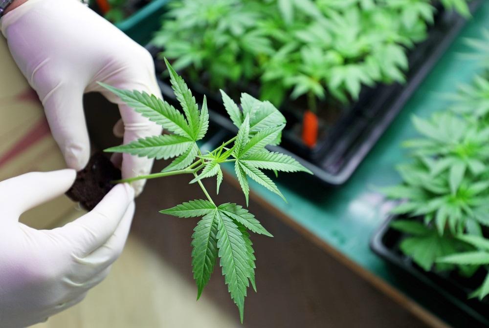 Why Cannabis Companies Are Drawing Attention Across UK Markets